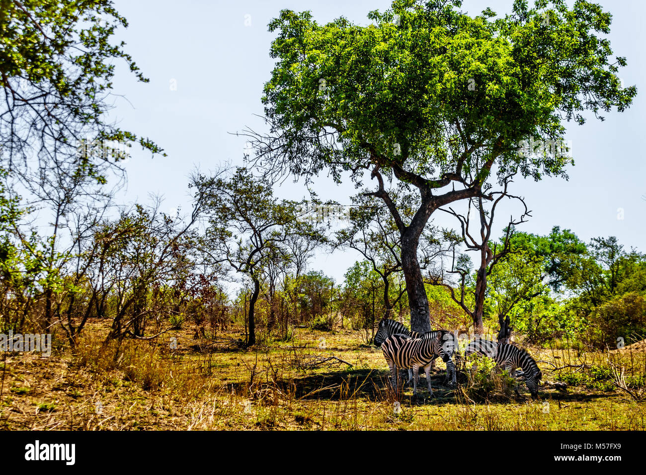 Zebras seeking shade under a tree in the heat of day in Kruger National ...