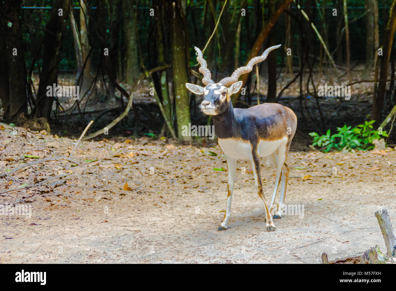 Largest antelope in asia hi-res stock photography and images - Alamy