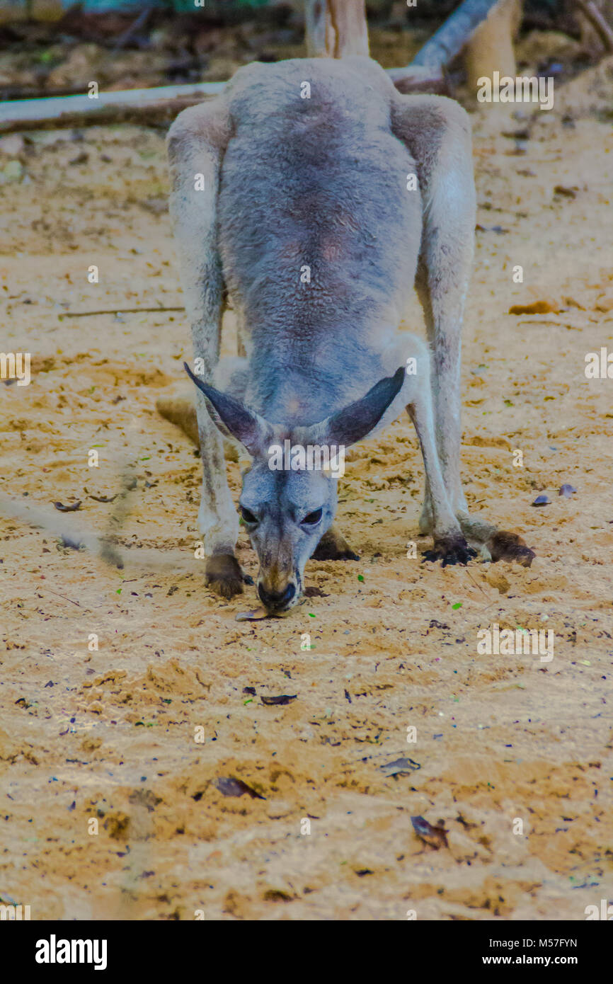 Marsupials are any members of the mammalian infraclass Marsupialia. All ...