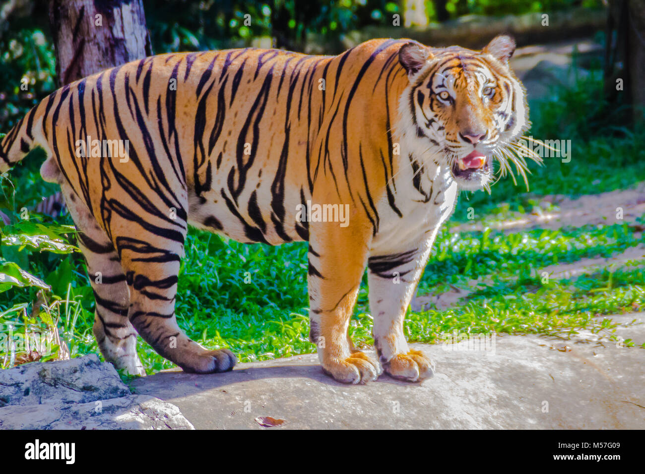 Indochinese tiger (Panthera tigris tigris), a tiger population that ...