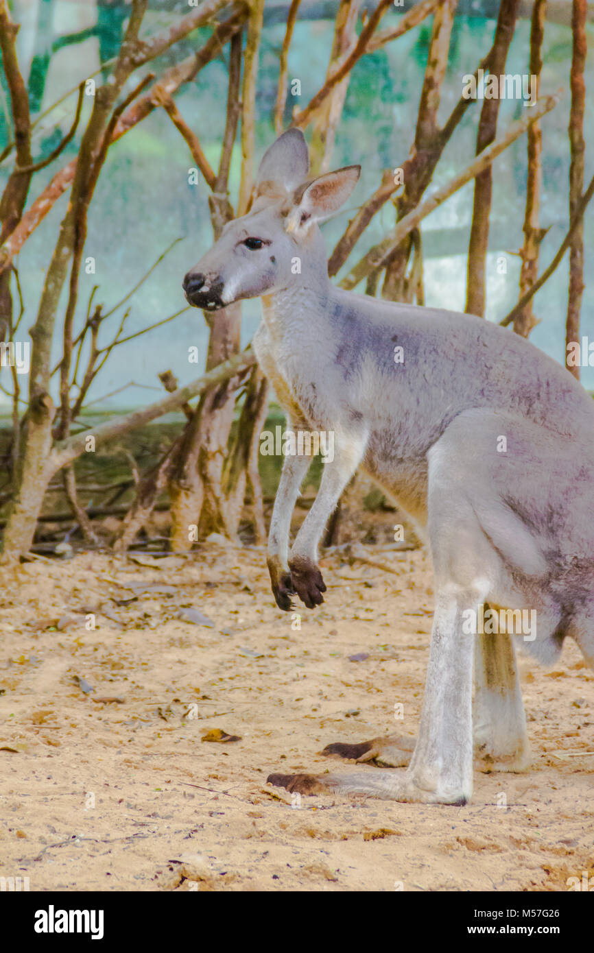 Marsupials are any members of the mammalian infraclass Marsupialia. All ...