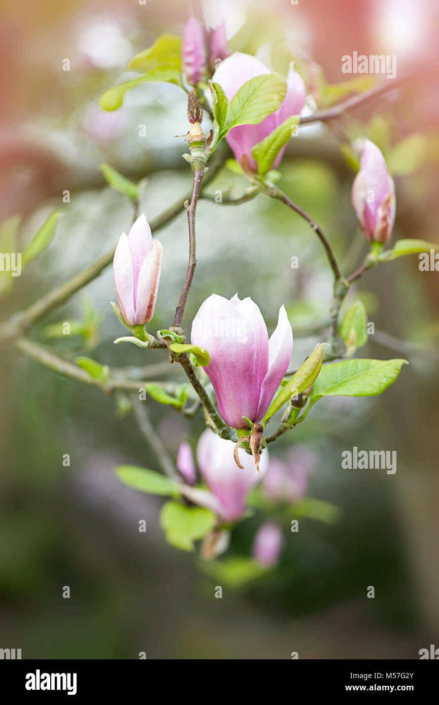 Close-up image of the Spring Flowering magnolia shrub with it's Goblet ...
