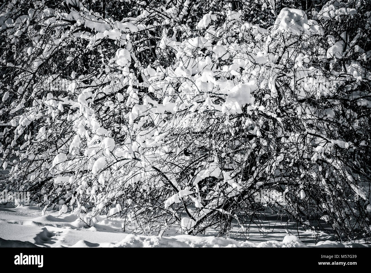 Snow covered trees in a winter forest in black and white. Beauty and ...