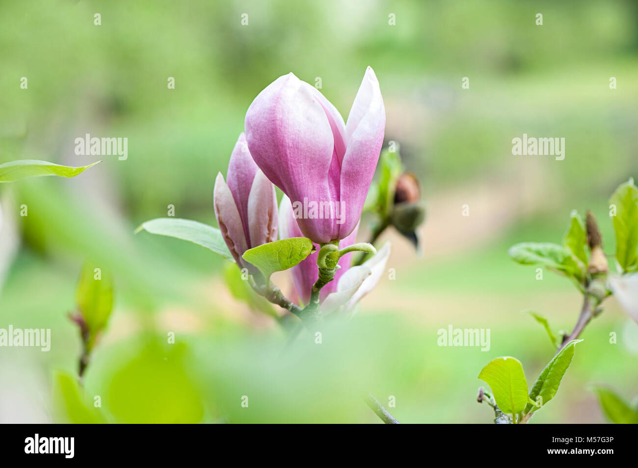 Close-up image of the Spring Flowering magnolia shrub with it's Goblet ...