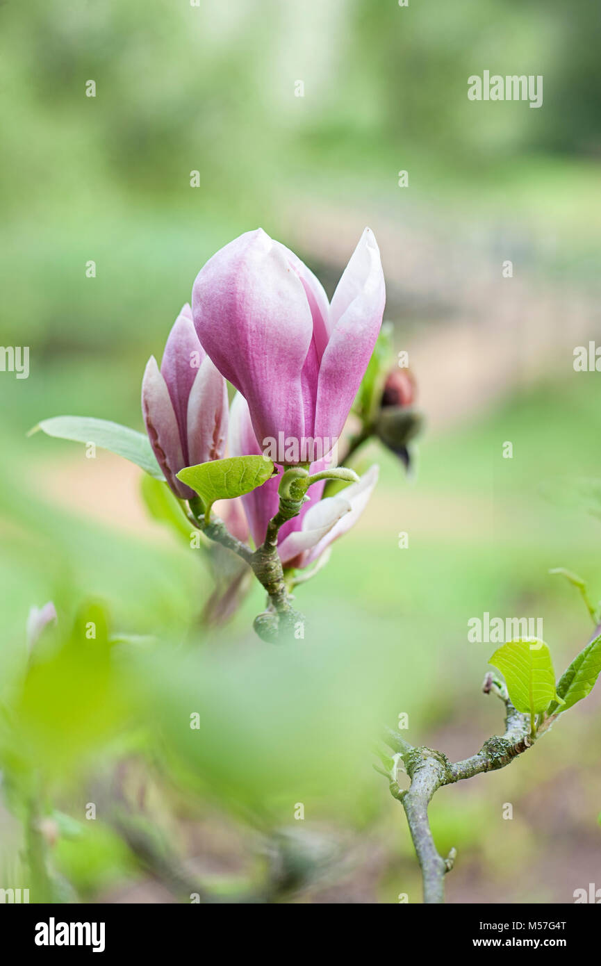 Close-up image of the Spring Flowering magnolia shrub with it's Goblet ...