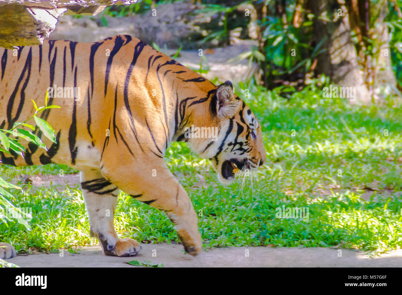 Indochinese tiger (Panthera tigris tigris), a tiger population that ...