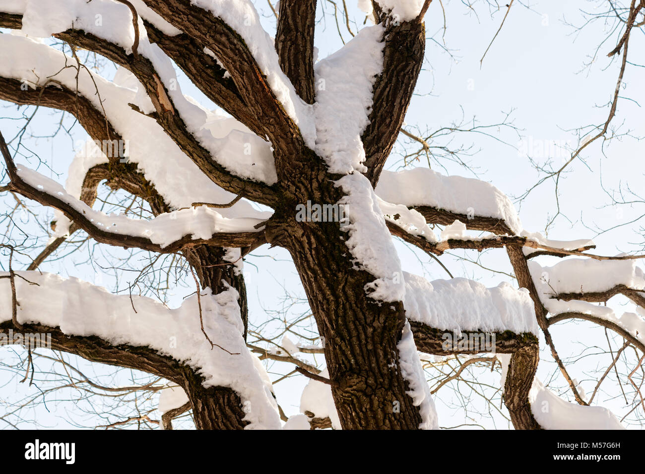 Snow covered trunk and branches of an oak tree. Sunny winter day in the ...