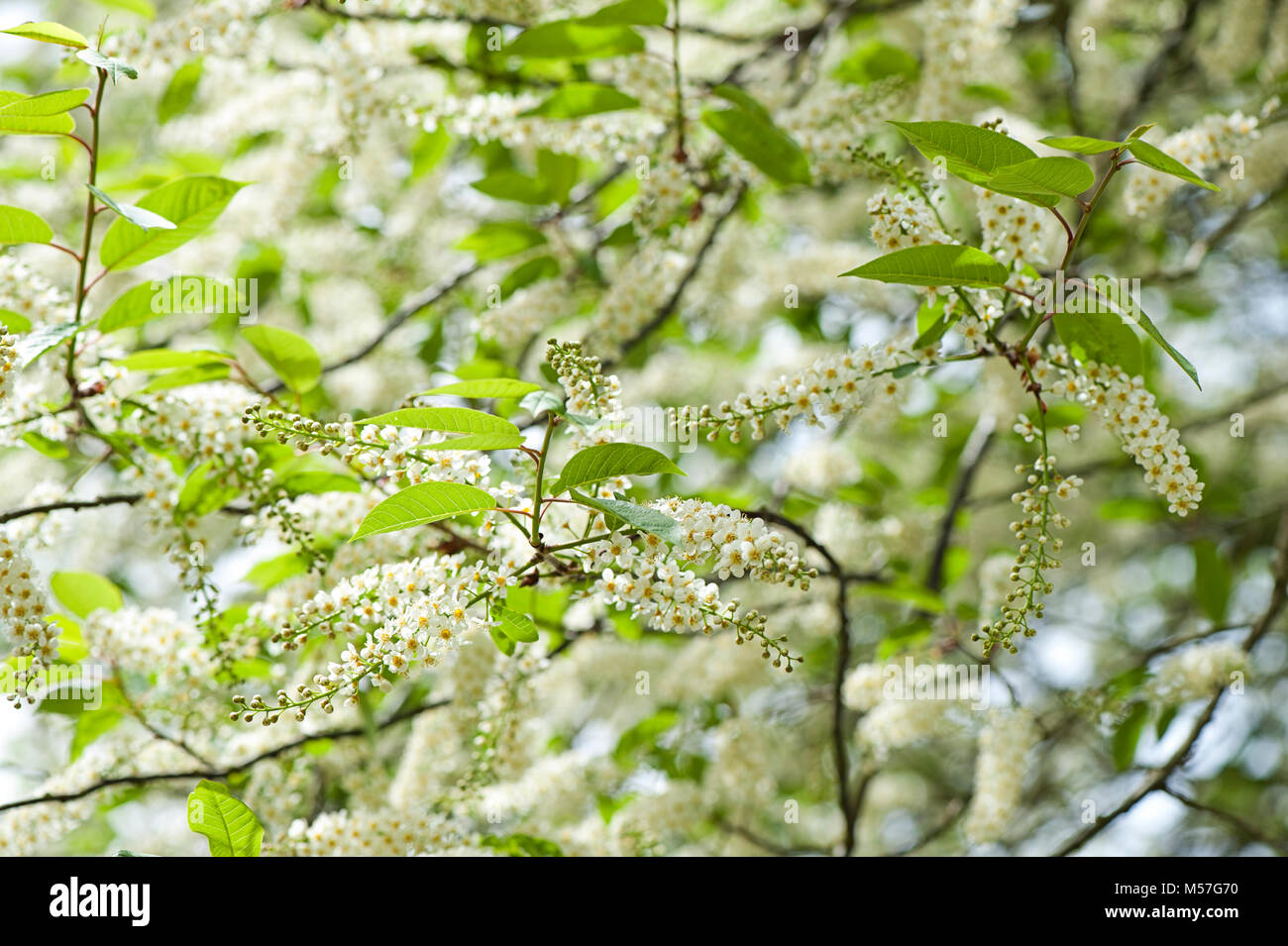Hackberry tree hi-res stock photography and images - Alamy