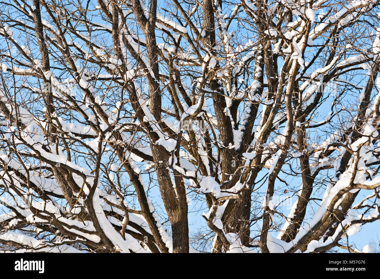 Snow covered trunk and branches of an oak tree. Sunny winter day in the ...