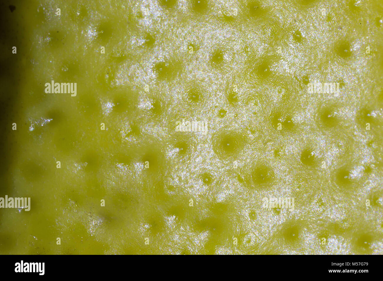 lemon, macro, fruit, texture, yellow, peel, bubbles, streaks, glare ...
