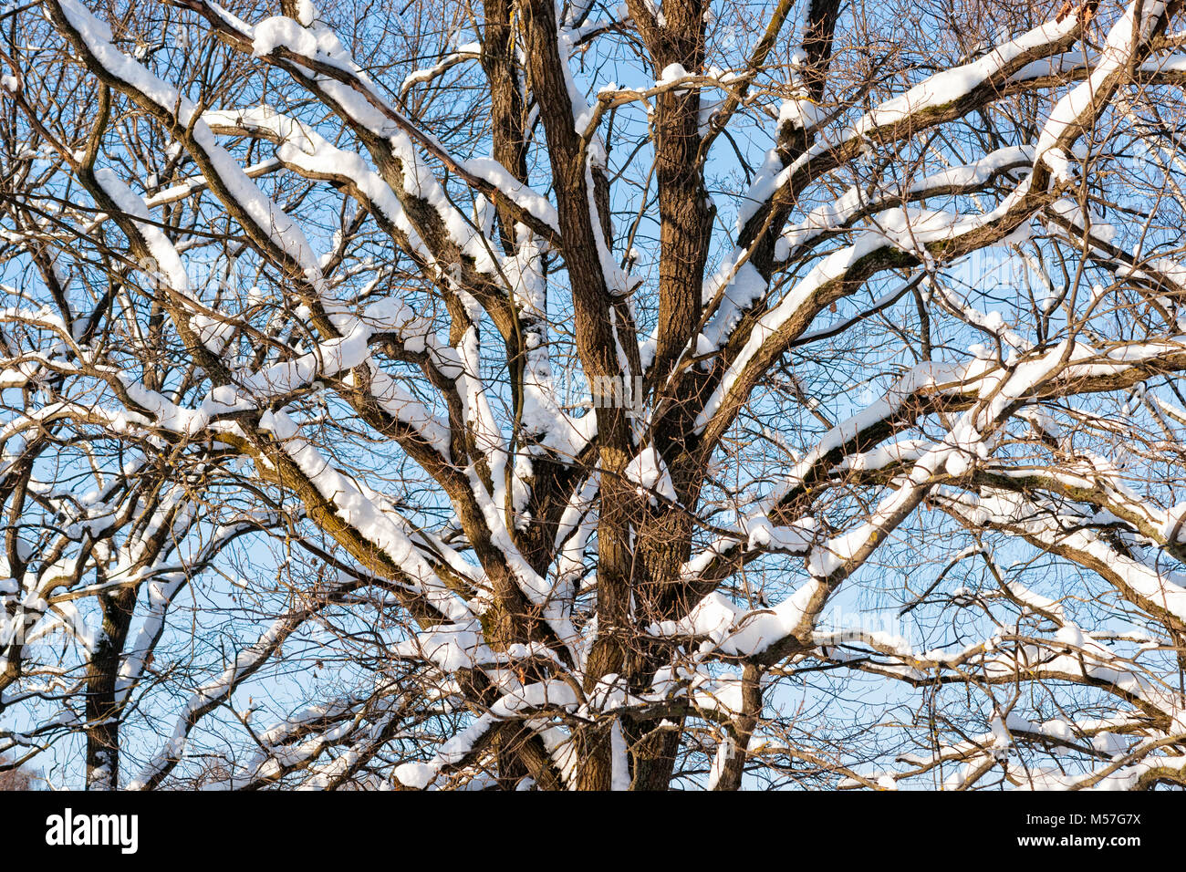 Snow covered trunk and branches of an oak tree. Sunny winter day in the ...