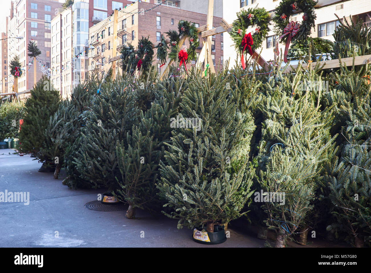Christmas trees for sale on the street in Chelsea Neighborhood in ...