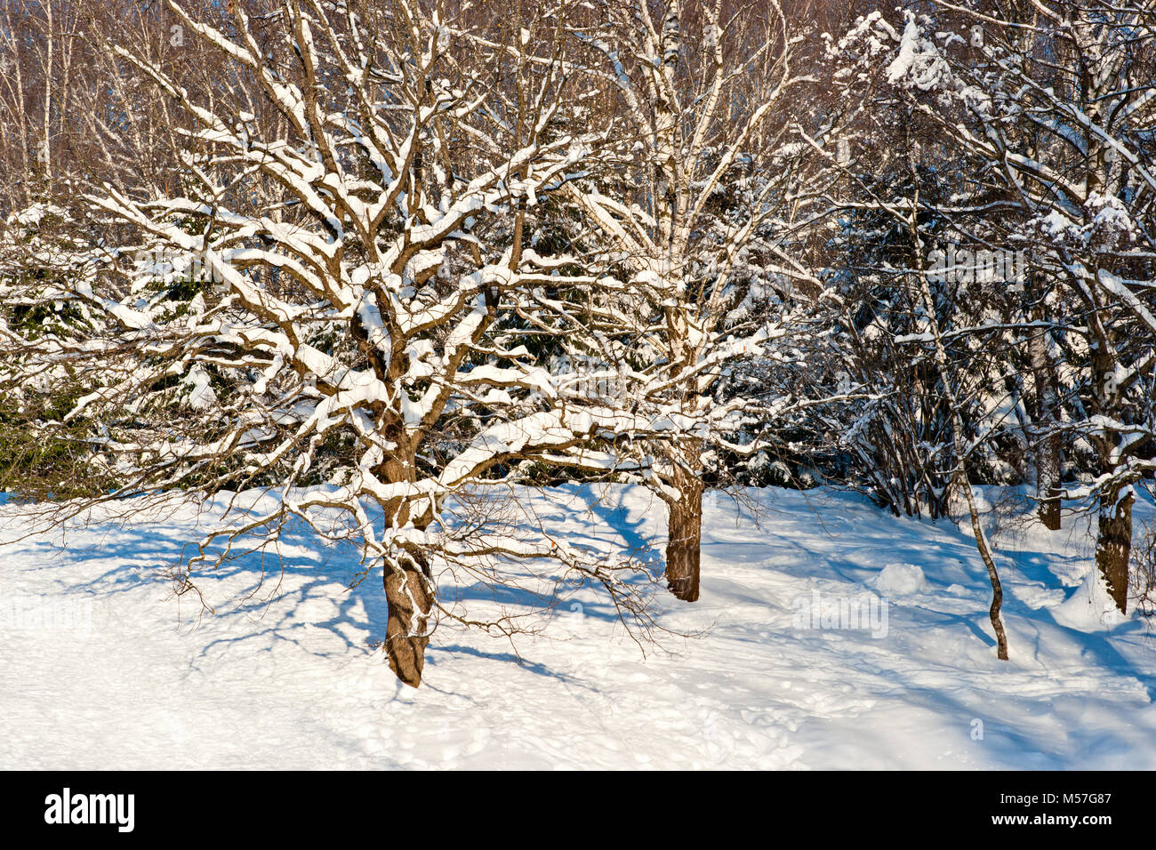 Snow covered trunk and branches of an oak tree. Sunny winter day in the ...