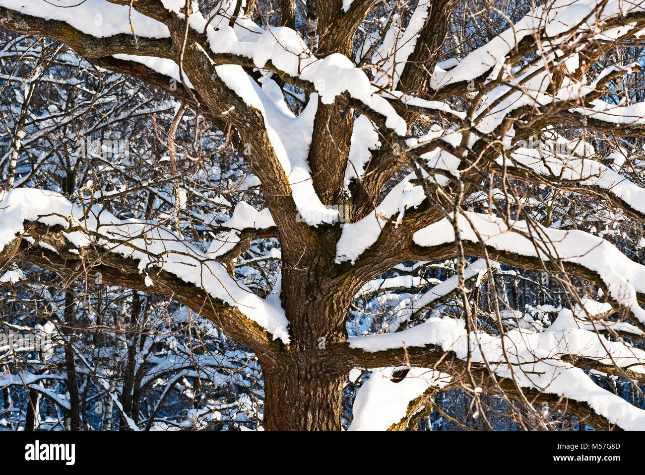 Snow covered trunk and branches of an oak tree. Sunny winter day in the ...