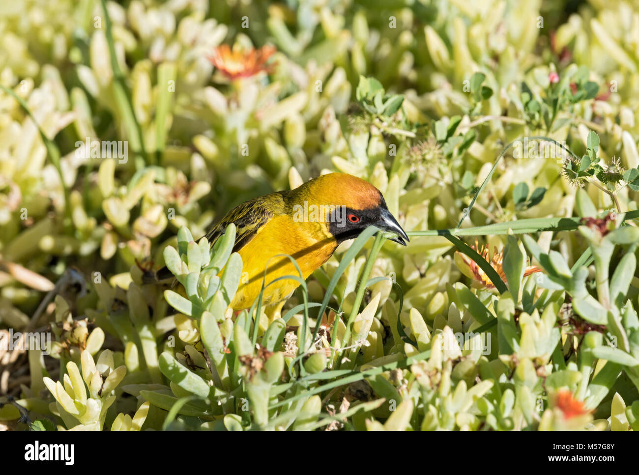 Wever bird hi-res stock photography and images - Alamy