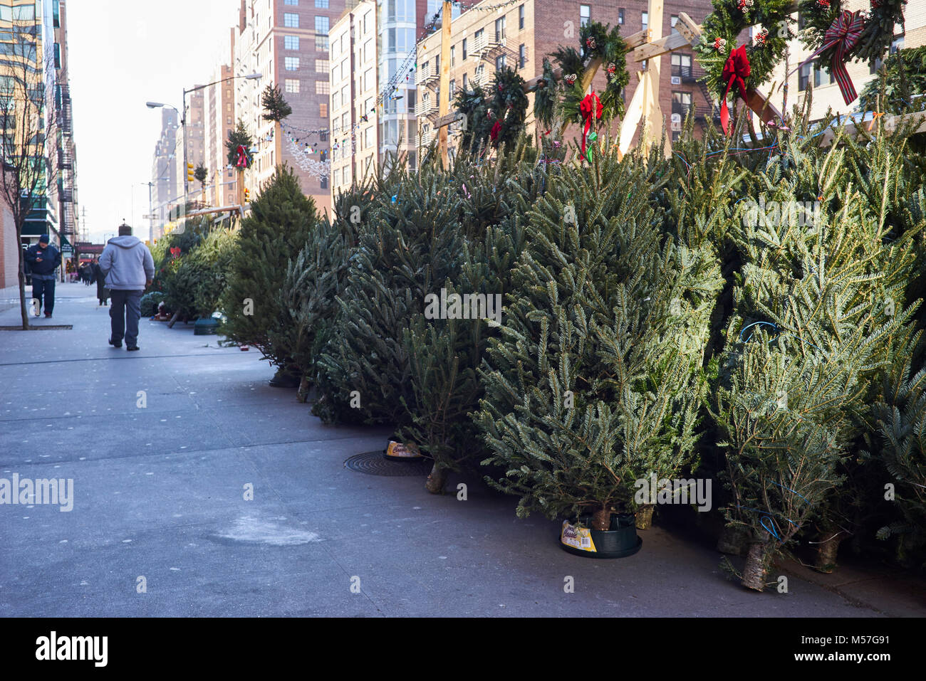 Christmas trees for sale on the street in Chelsea Neighborhood in ...