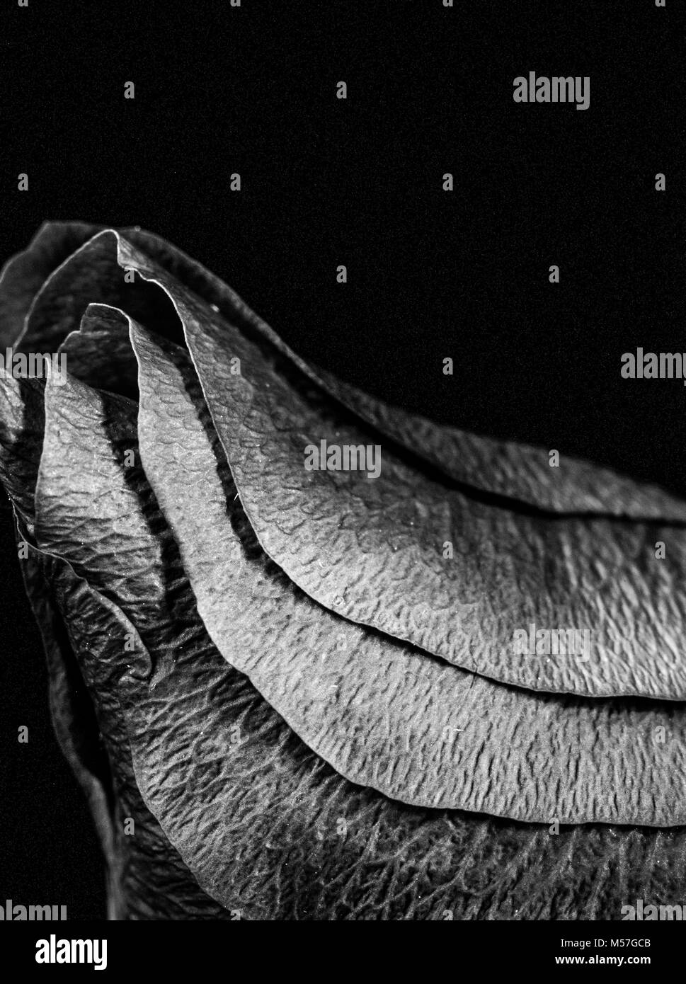 Magic in the rose Black and White Stock Photos & Images - Alamy