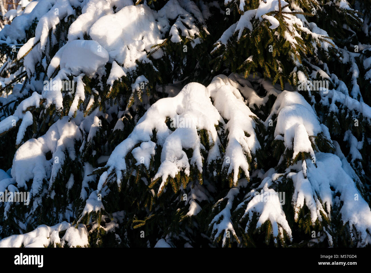 Gymnospermous tree hi-res stock photography and images - Alamy