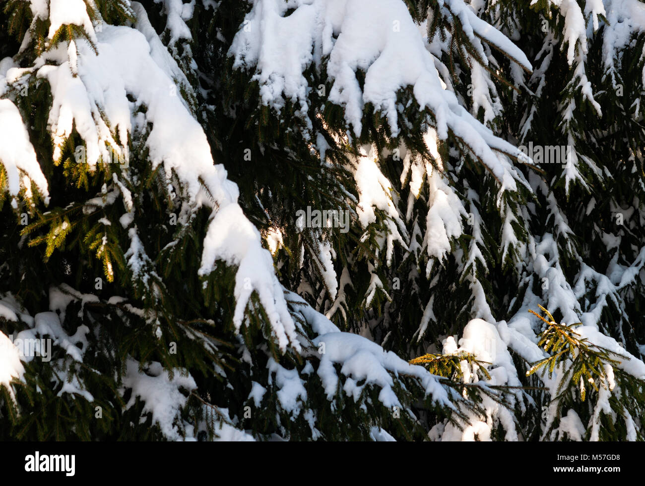 Gymnospermous wood hi-res stock photography and images - Alamy