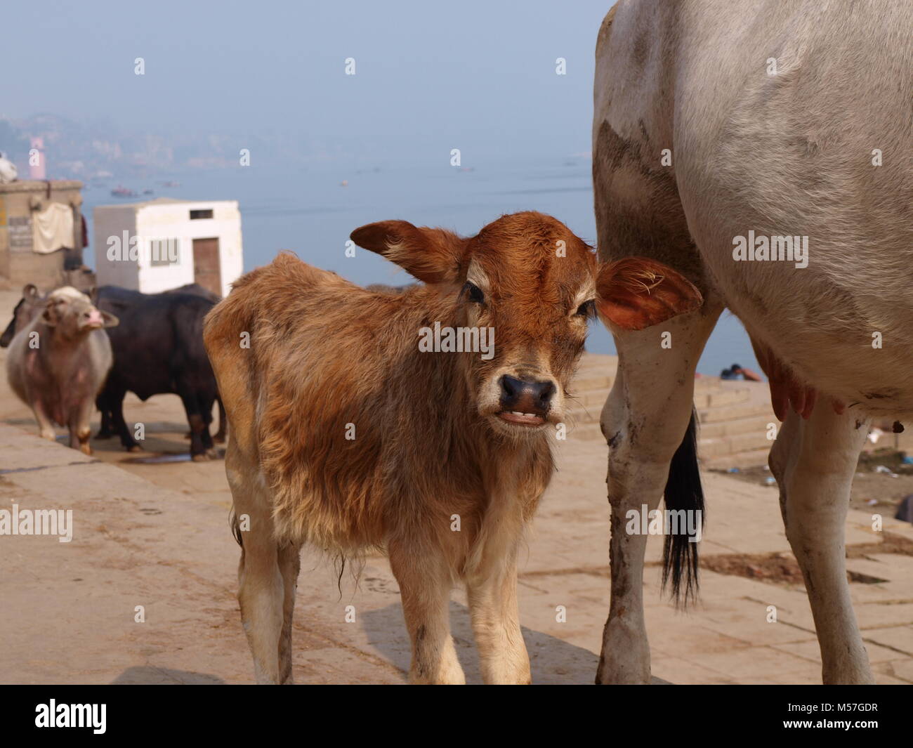 Smiling baby cow Stock Photo - Alamy