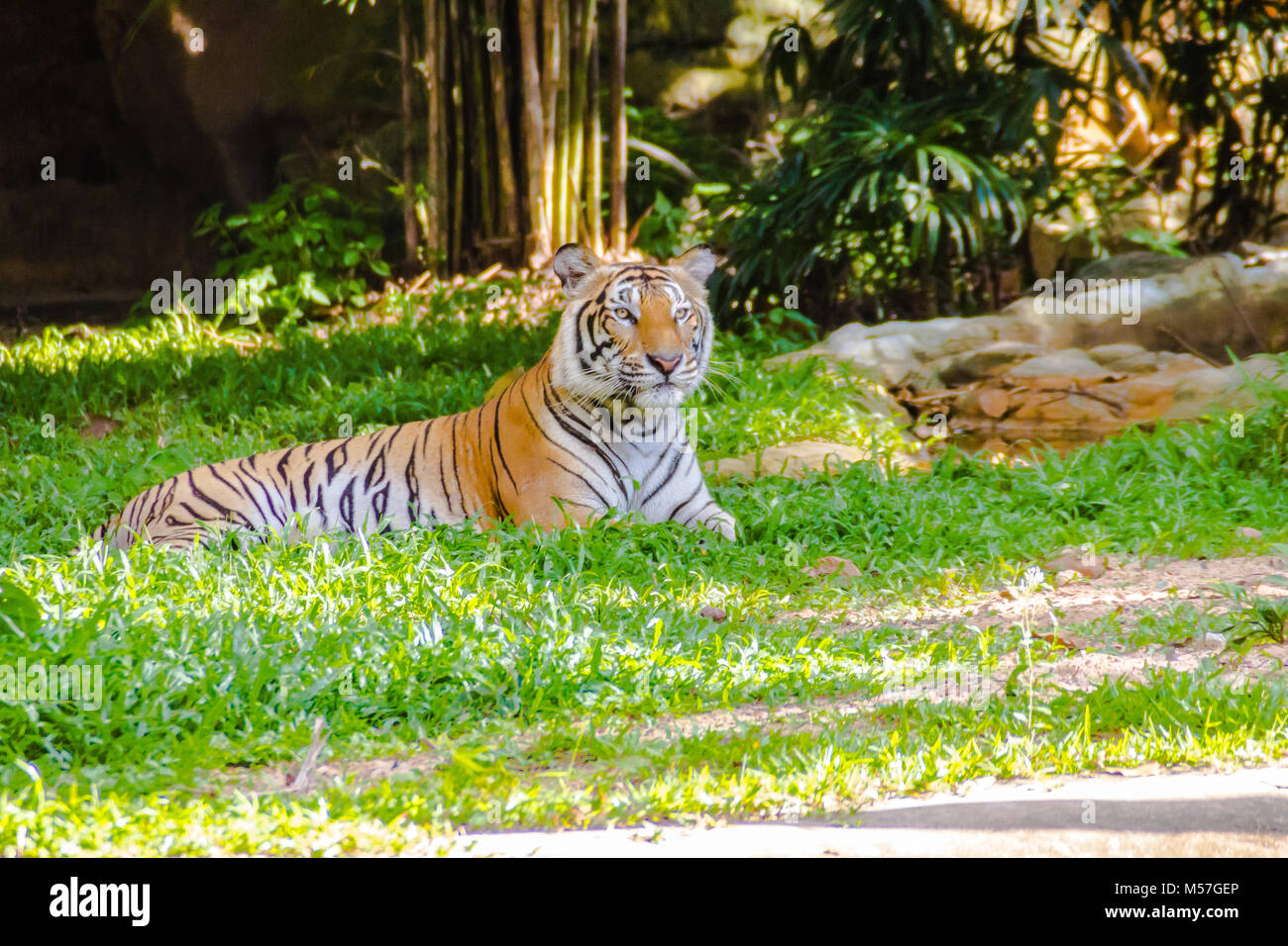 Indochinese tiger (Panthera tigris tigris), a tiger population that ...