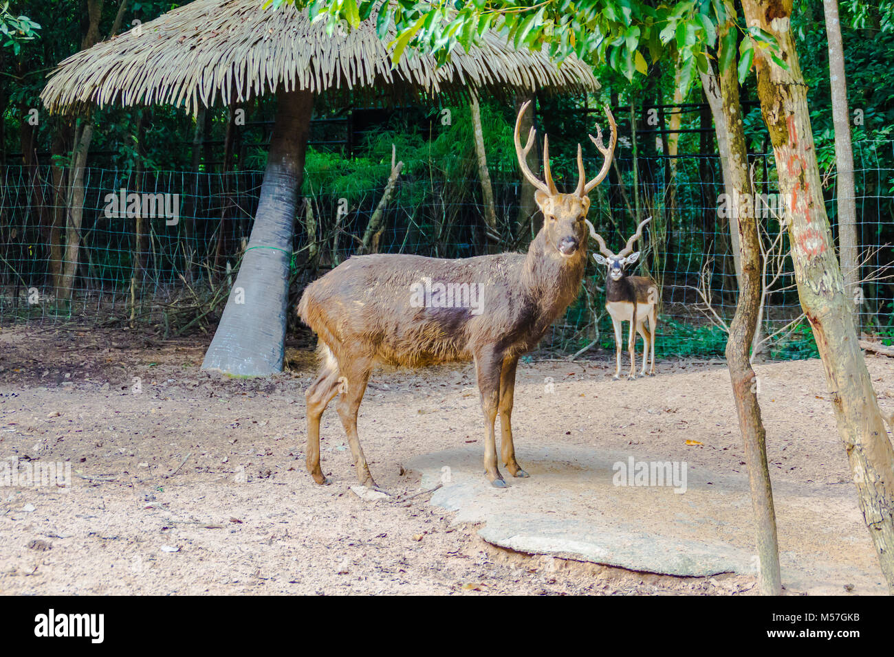 Barasingha (Cervus duvauceli), also called swamp deer, graceful deer ...