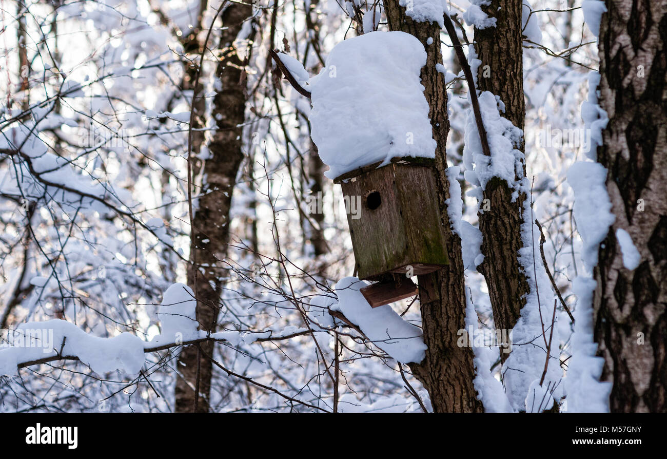 Old empty bird house on a tree in a winter forest. Large cap of snow on ...