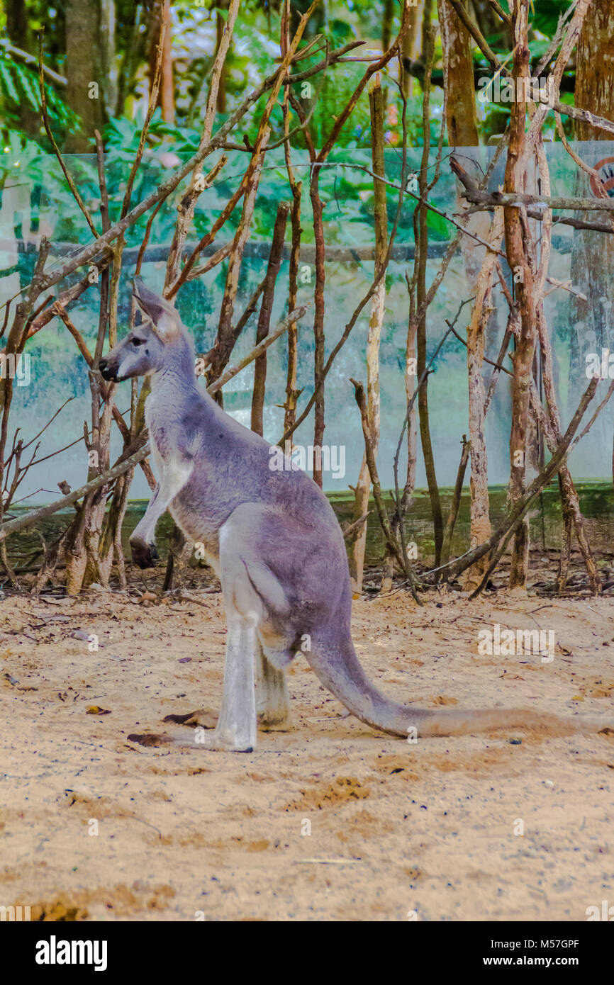 Marsupials are any members of the mammalian infraclass Marsupialia. All ...