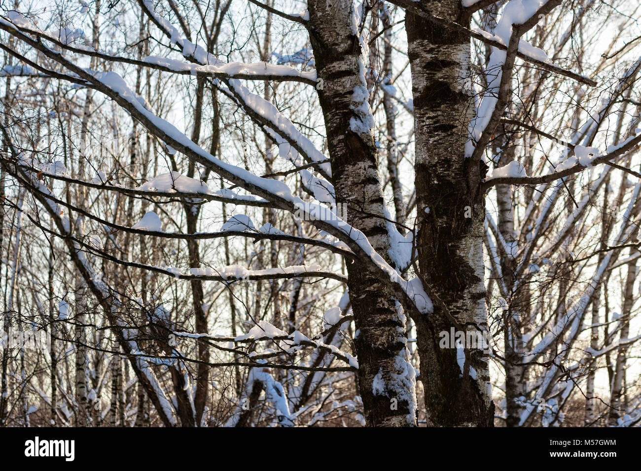 Snow covered birch trees in a winter forest or grove. Warm light of the ...