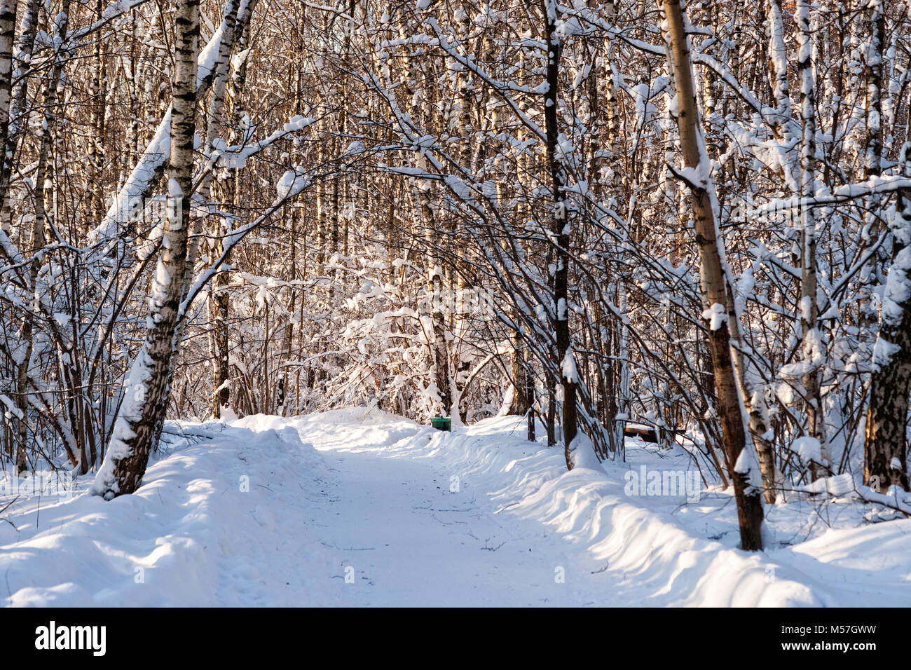 Snow covered birch trees in a winter forest or grove. Warm light of the ...