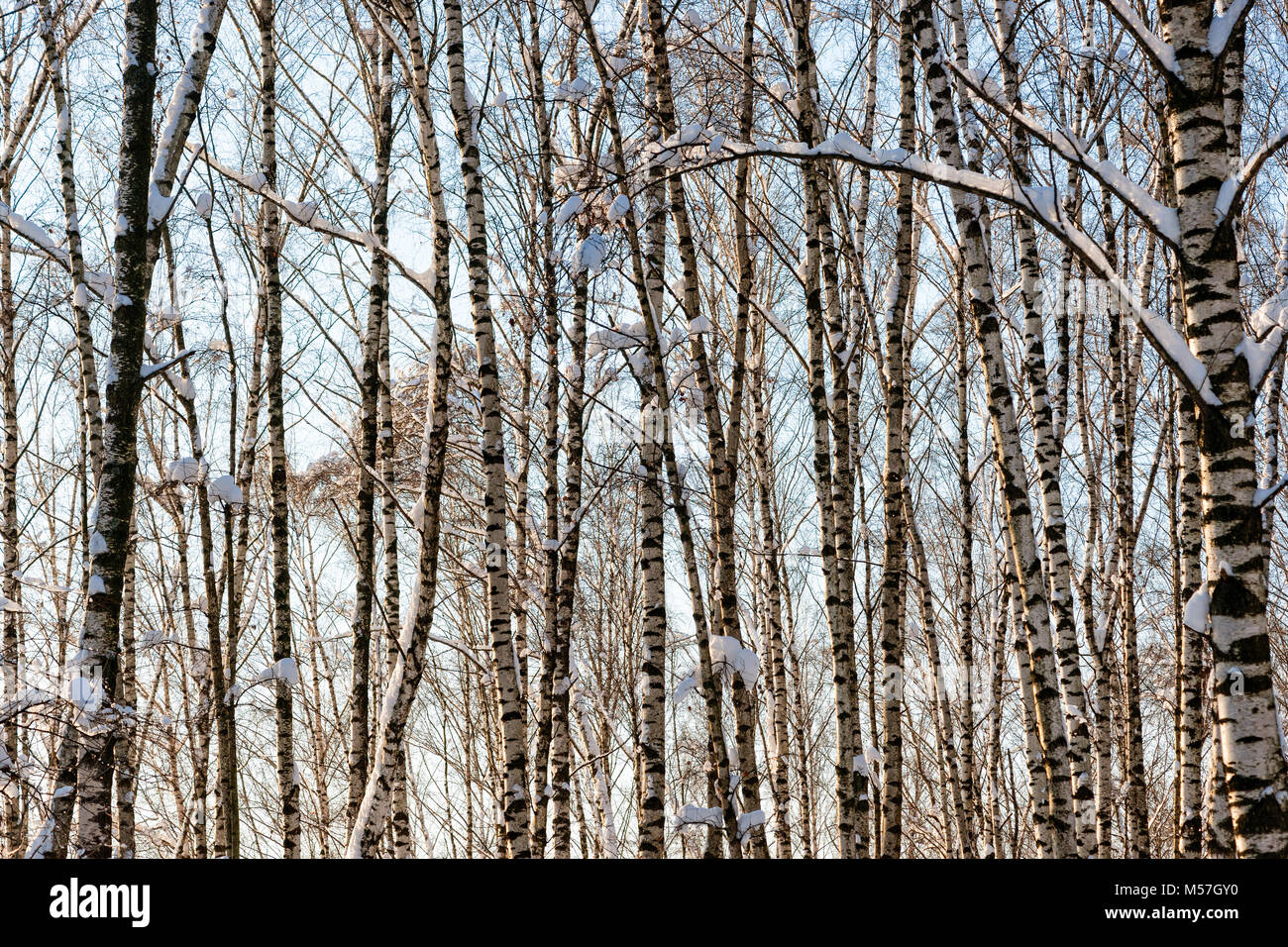 Snow covered birch trees hi-res stock photography and images - Alamy