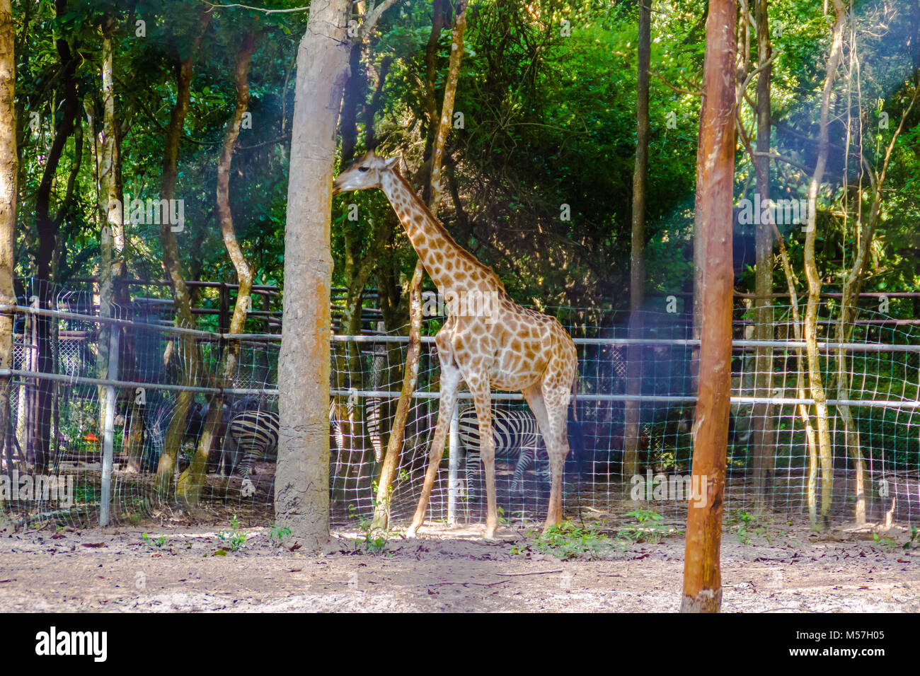 Giraffa genus hi-res stock photography and images - Alamy