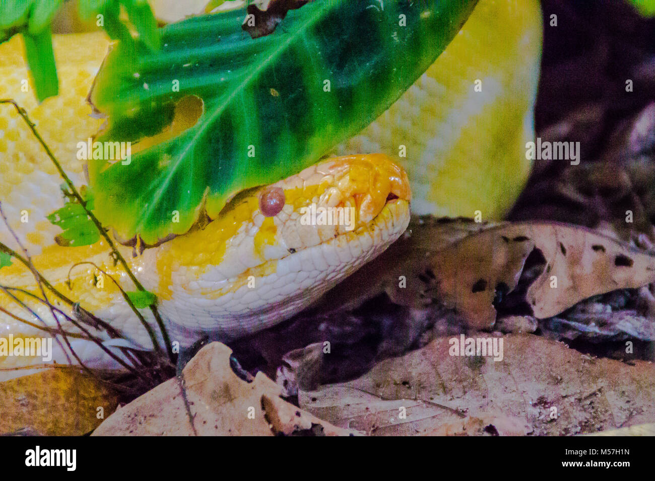 The Burmese python (Python bivittatus) is one of the five largest ...