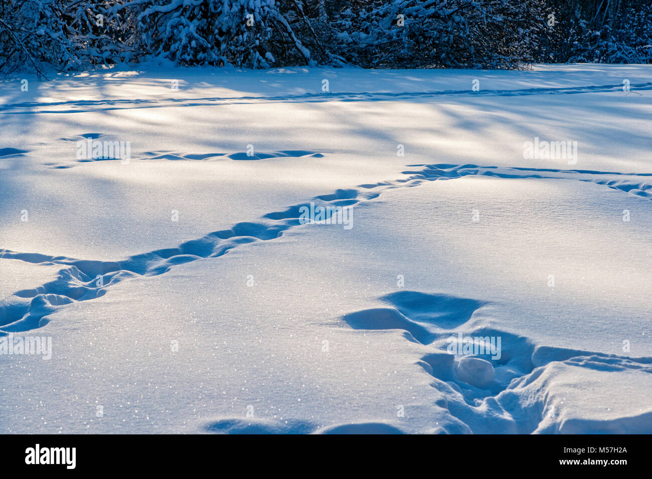 Human footprints in the deep snow in the light of early winter evening ...