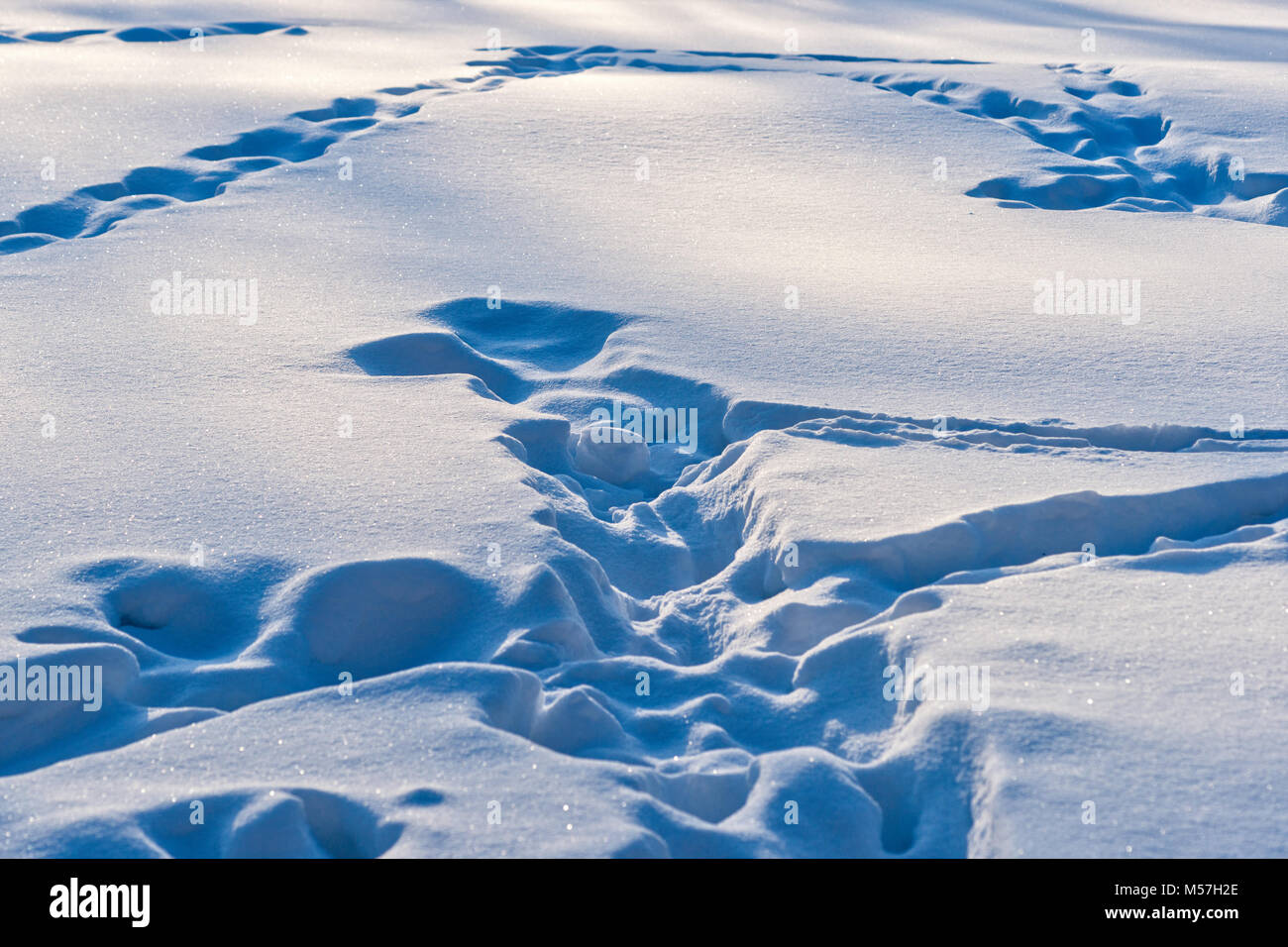 Human footprints in the deep snow in the light of early winter evening ...