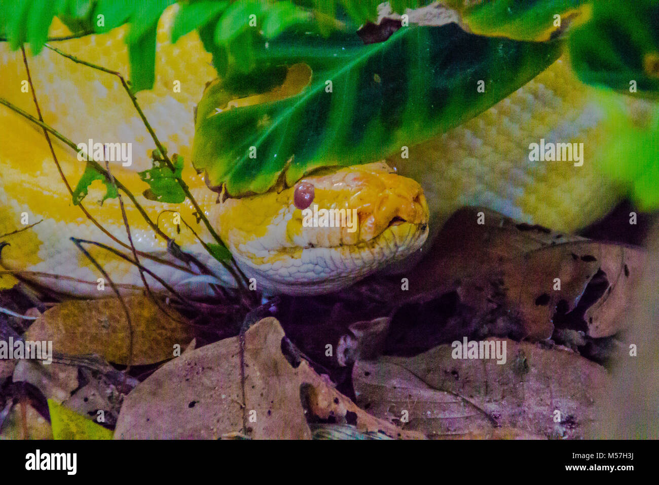 The Burmese python (Python bivittatus) is one of the five largest ...