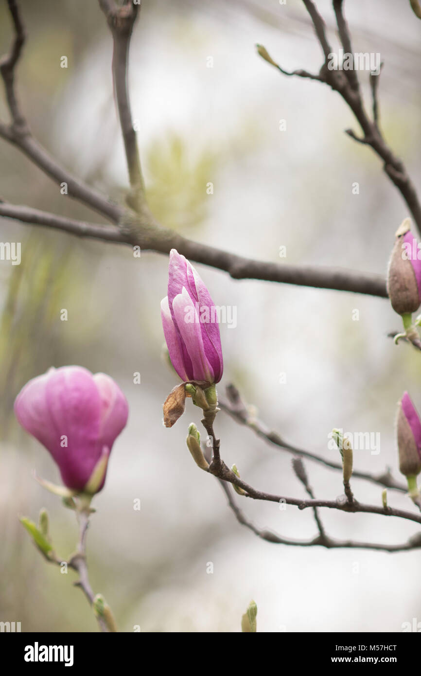 beauty, natural, beautiful, season, nature, magnolia flower, magnolia ...