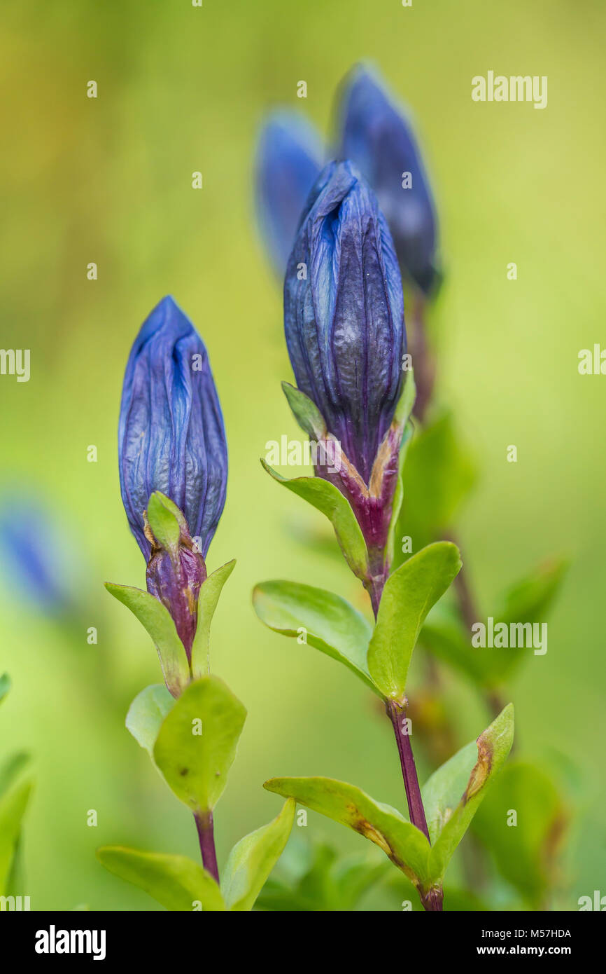 Gentiana calycosa hi-res stock photography and images - Alamy