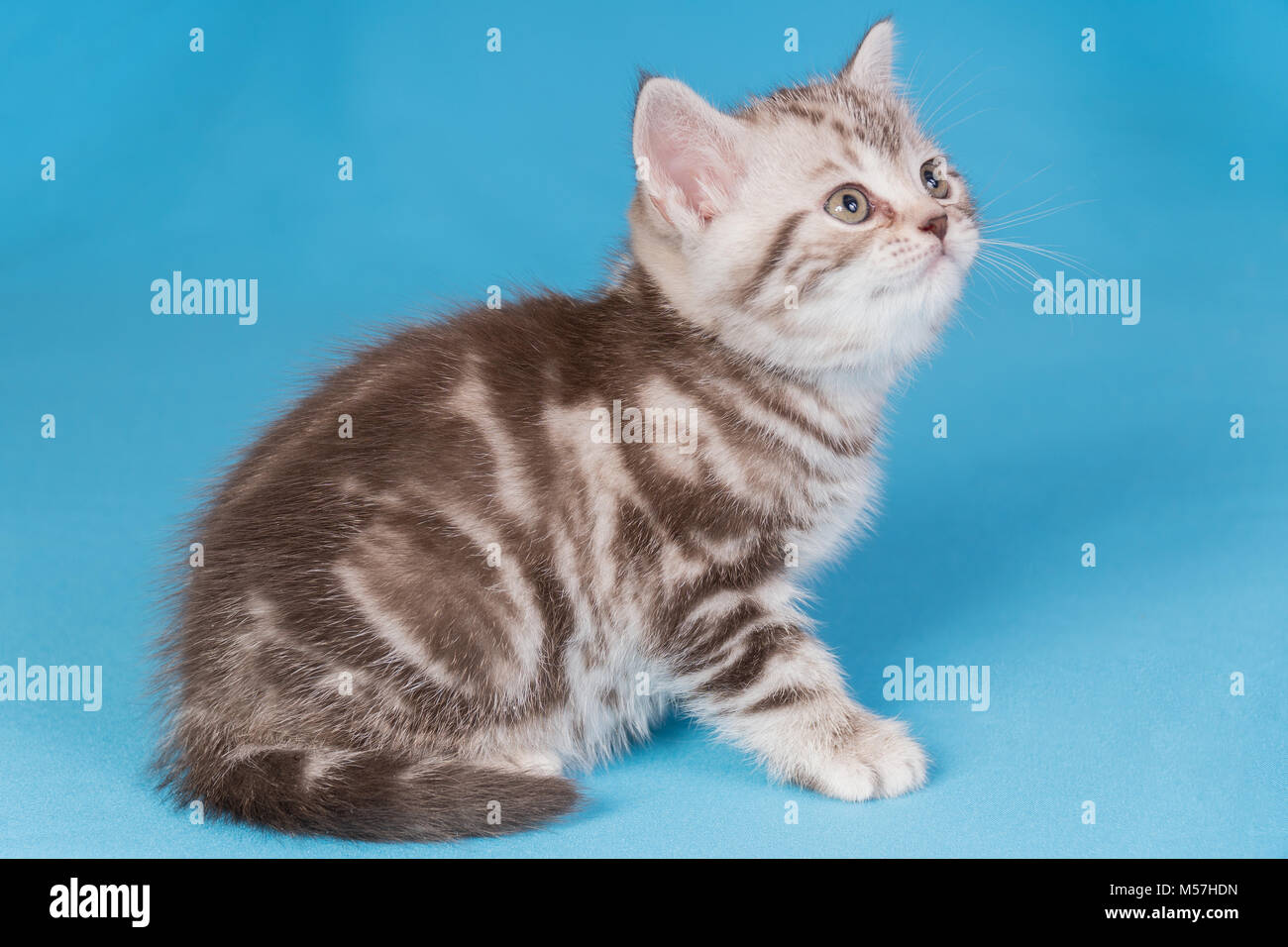 Cute baby British kitten with stubby tail jumping and playing on blue ...