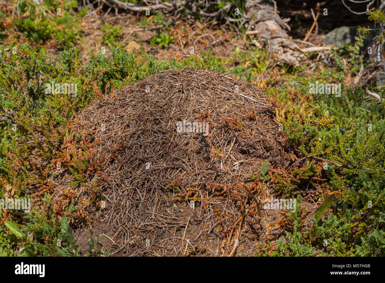 Western Thatching Ant, Formica obscuripes, mound in Grand Valley in ...