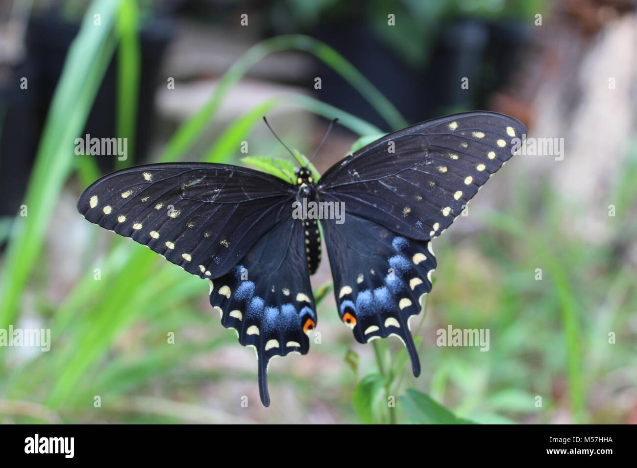 Central Texas black swallow tail on a plant in some grass. It makes its ...