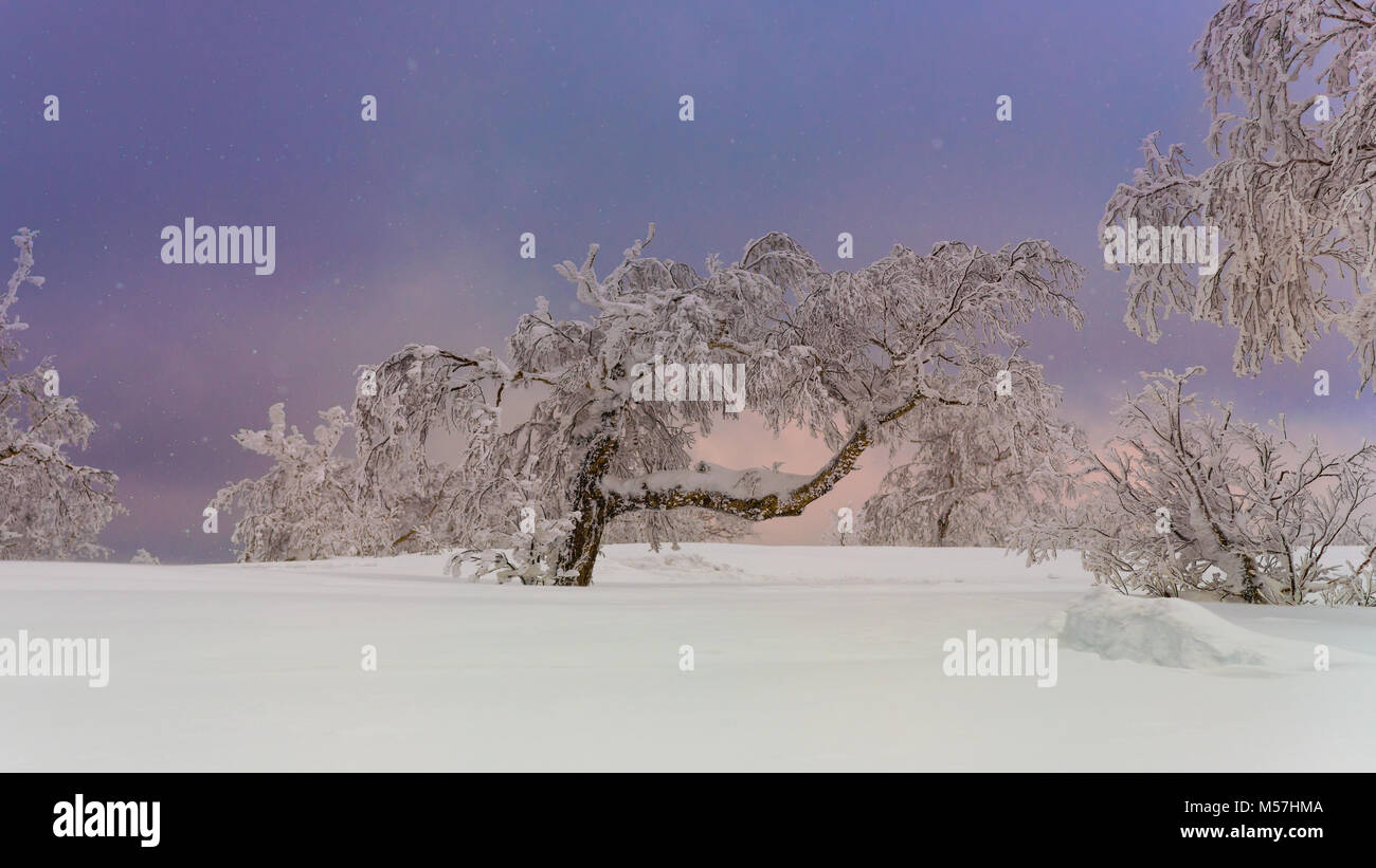 beautiful frozen tree in winter season snow stuck on branch and trunk ...