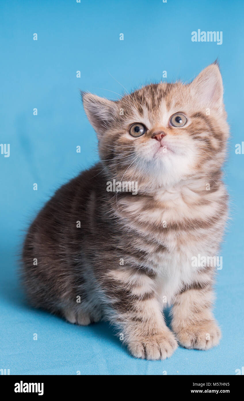 Cute baby British kitten with stubby tail jumping and playing on blue ...