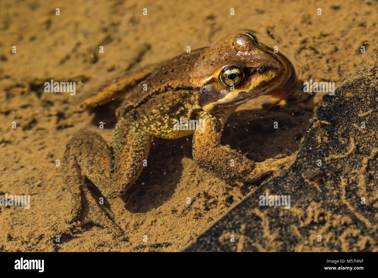 Cascades frog rana cascadae hi-res stock photography and images - Alamy
