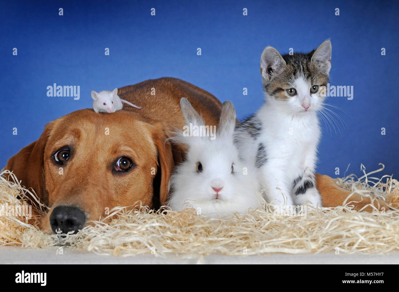 Labrador retriever,yellow,bitch and color mouse,kitten and dwarf rabbit ...