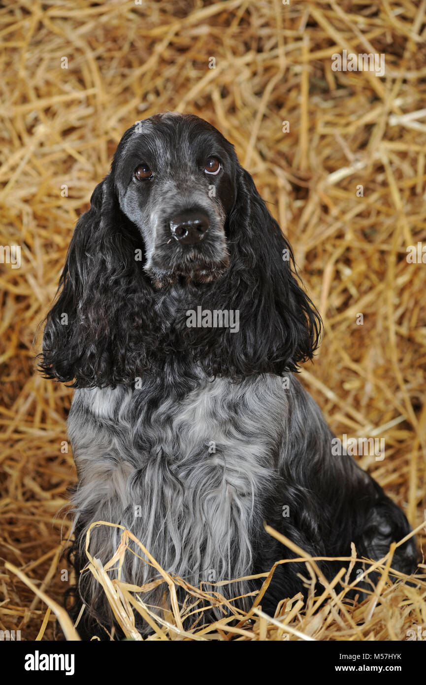 Cocker Spaniel,black mold,bitch,sitting in straw Stock Photo - Alamy