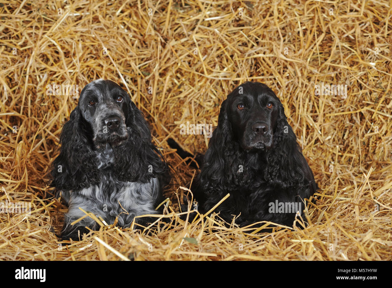 Cocker Spaniel,black mold and black,bitches lying next to each other in ...