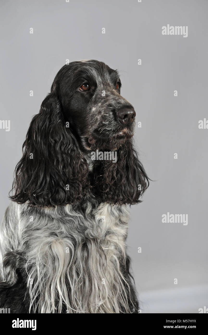 Cocker Spaniel,black mold,bitch,animal portrait Stock Photo - Alamy