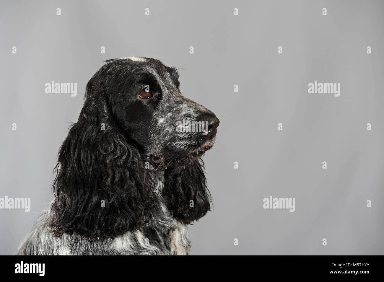 Cocker Spaniel,black mold,bitch,animal portrait Stock Photo - Alamy