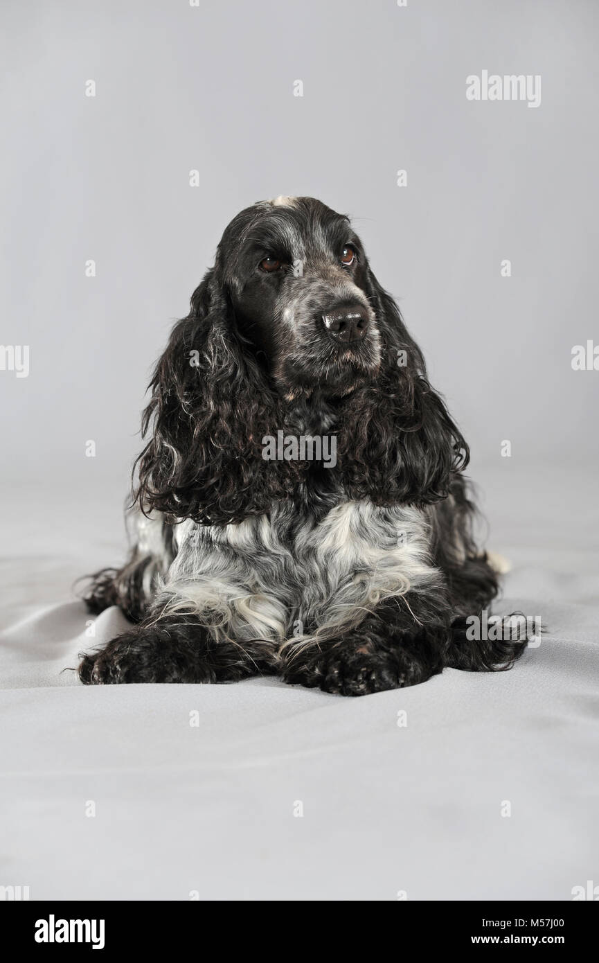 Cocker Spaniel,black mold,bitch,lying Stock Photo - Alamy